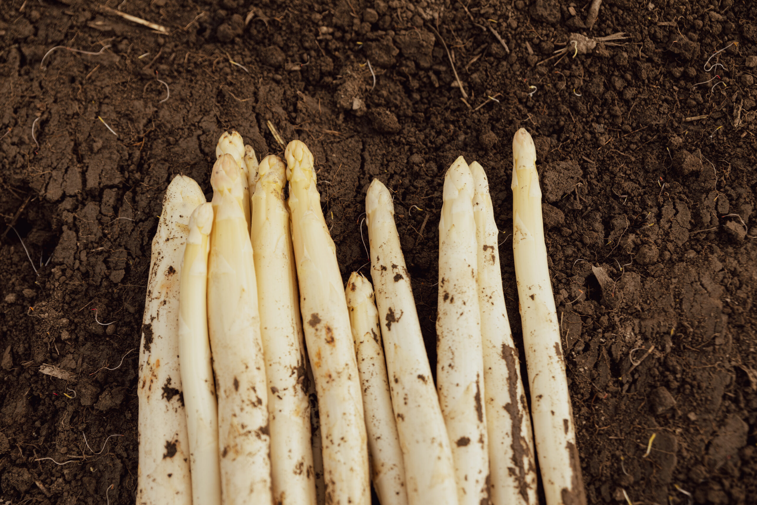 Dussex basket - Saillon, a Medieval Village in the Heart of Valais